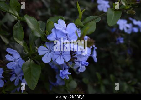 Lavender plumbago flowers on bush Stock Photo - Alamy