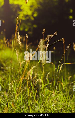 Natural meadow grass slowly swayed by wind blow. The beautiful green ...