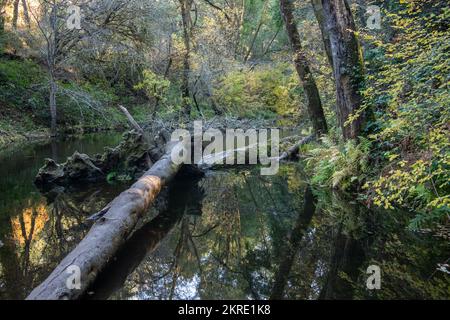 Lagunitas creek in Marin county, California in the San Francisco Bay ...