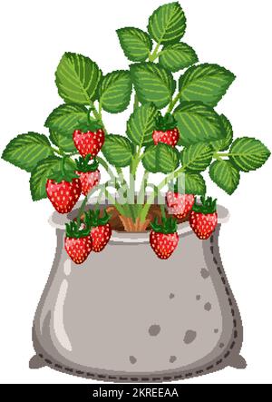 Strawberry plant isolated growing in the pot illustration Stock Vector ...