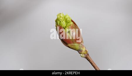 Tree Ash-leaved Maple Spring Blossom Still Green Seeds Stock Photo - Alamy