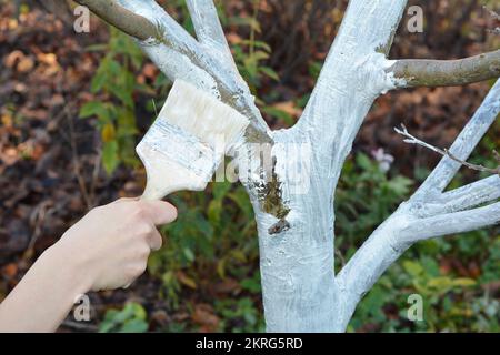 Gardener with paint brush whitewashing fruit tree trunk. Whitewashing ...
