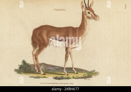 Egyptian dorcas gazelle, Gazella dorcas dorcas. Corine, Antilope ...