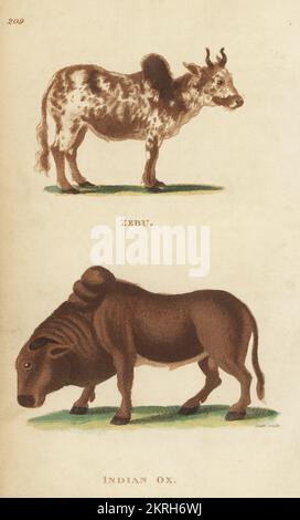 Zebu or humped cattle, Bos primigenius indicus (Indian buffalo, Bos ...