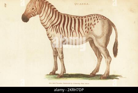 Quagga, Equus quagga quagga, extinct. Subspecies of the plains zebra ...