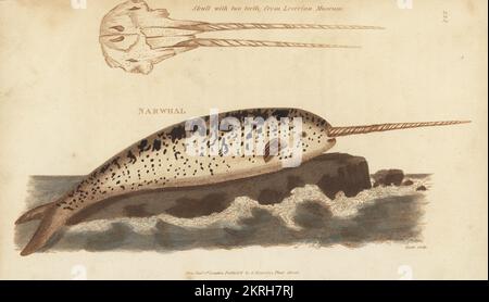 Narwhal (Monodon monoceros Stock Photo - Alamy