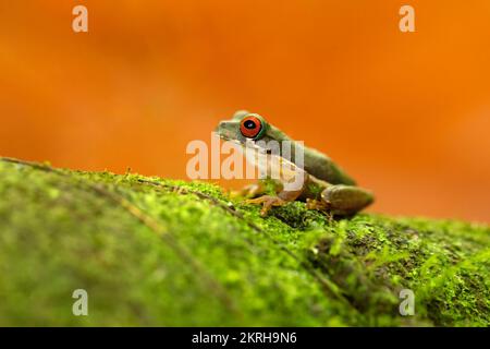 Rufous-eyed brook frog or rufous-eyed stream frog (Duellmanohyla ...