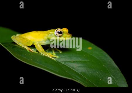 Canal Zone tree frog Stock Photo - Alamy