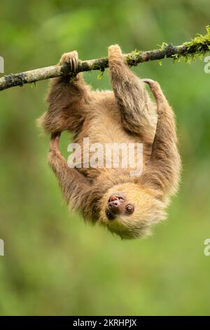 Hoffmann's two-toed sloth, Northern two-toed sloth (Choloepus hoffmanni ...