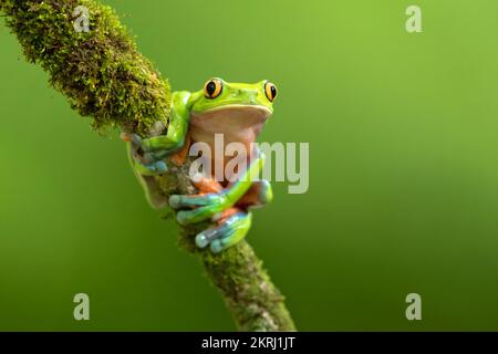 Blue-sided leaf frog (agalychnis annae), Costa Rica Stock Photo - Alamy