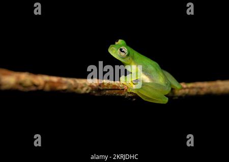 Spiny Cochran Frog, Teratohyla spinosa, in Burbayar Nature Reserve ...