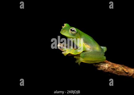 Spiny Cochran frog Stock Photo - Alamy