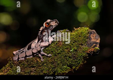 Triprion spinosus, the spiny-headed tree frog, coronated treefrog ...