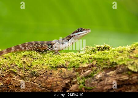 Water Anole, Anolis aquaticus, Dactyloidae, Corcovado National Park ...