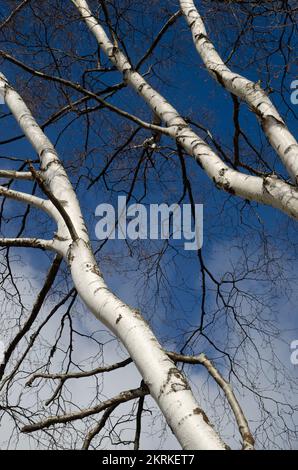 Trunks of Japanese white birches Stock Photo - Alamy