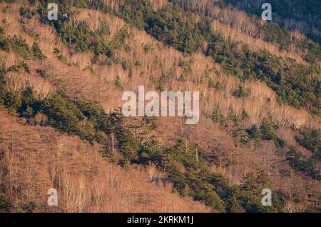 Mixed forest in Nikko National Park. Japan Stock Photo - Alamy