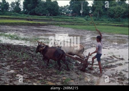 Traditionally farmers use bullock to plough the field using animals ...