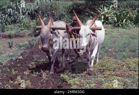 Traditionally farmers use bullock to plough the field using animals ...