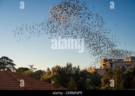 Starlings in Flight, Macerata, Marche, Italy, Europe Stock Photo - Alamy