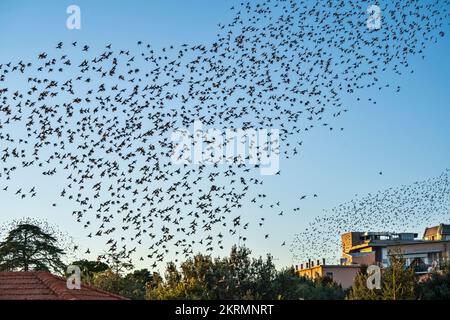 Starlings in Flight, Macerata, Marche, Italy, Europe Stock Photo - Alamy