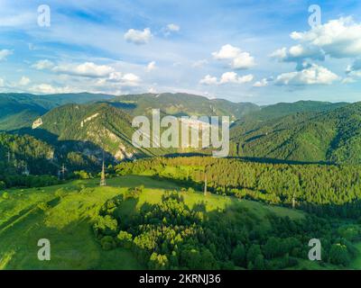 Wild forest with tall firs on gentle slope of high hill in foggy cloudy ...