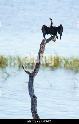 African darter (Anhinga rufa) dead in tree, Chobe national park ...