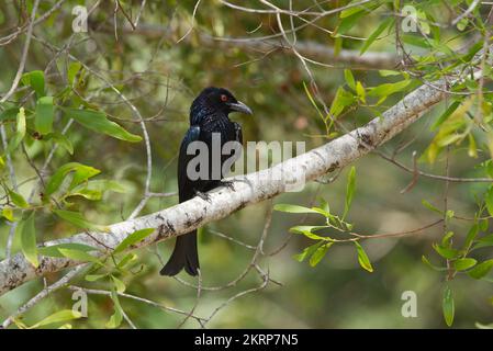 Australian Spangled drongo, Dicrurus bracteatus, perched on a garden ...