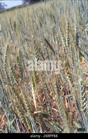Closeup growing common wheat Triticum aestivum Stock Photo - Alamy