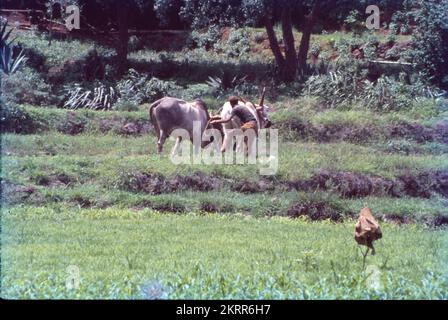 Indian farmer ploughing with bulls using a wooden yoke in the rural ...