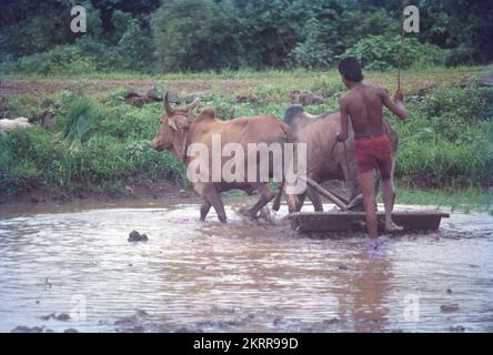 Indian farmer ploughing with bulls using a wooden yoke in the rural ...