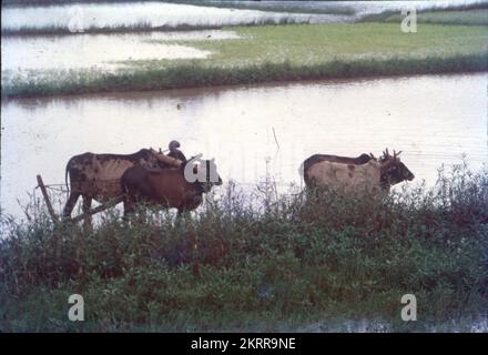 Traditionally farmers use bullock to plough the field using animals ...