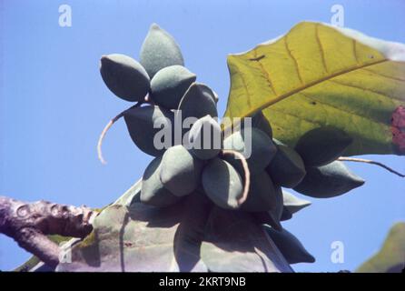 The almond is a species of tree native to Iran and surrounding ...