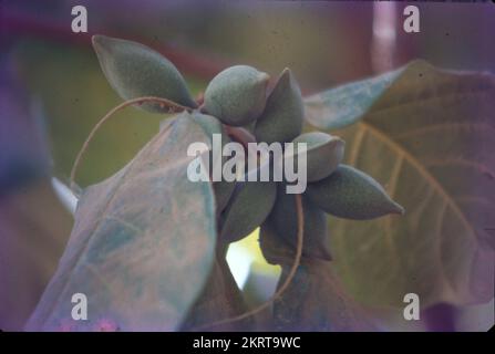 The almond is a species of tree native to Iran and surrounding ...