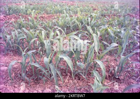 Corn is a tall annual cereal grass (Zea mays) that is widely grown for ...
