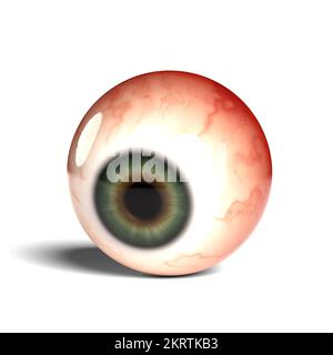 Side view of realistic human eyeball isolated on wihte background, 3D ...