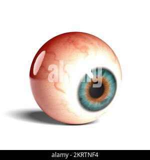 Side view of realistic human eyeball isolated on wihte background, 3D ...