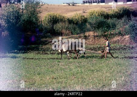 Traditionally farmers use bullock to plough the field using animals ...