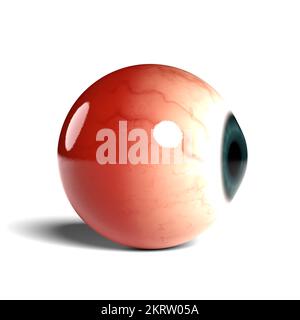 Side view of realistic human eyeball isolated on wihte background, 3D ...