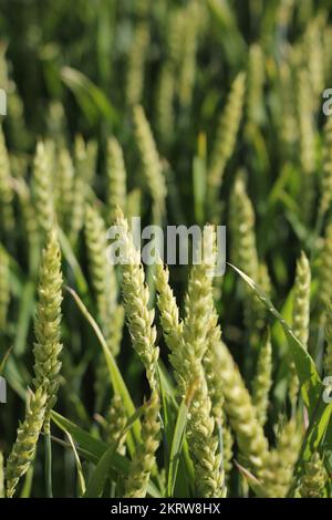 Typical common farm fields full of wheat growing in the morning sun ...