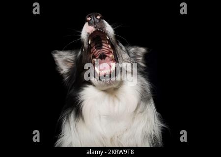 Dog snaps for a treat on black background Stock Photo - Alamy