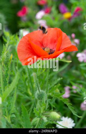 Bumblebee flying to yellow poppy Stock Photo - Alamy