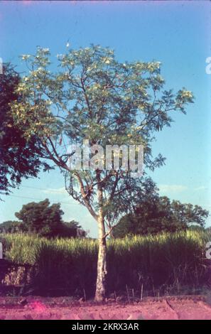 Mahua tree and flowers : Madhuca longifolia, Gadchiroli, Maharashtra ...