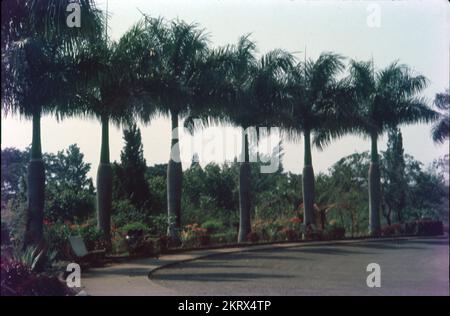 The Palmyrah palm (Borassus flabellifer) is known as Panei in Tamil and ...