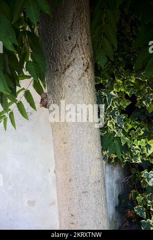 Tree branches growing on a concrete pole Stock Photo - Alamy