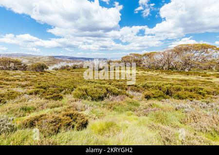 Wallace Hut Trail near Falls Creek in Australia Stock Photo - Alamy