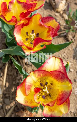 tulip flowers cultivation, malpaga, italy Stock Photo - Alamy