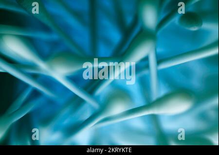 cotton buds abstract background macro Stock Photo - Alamy