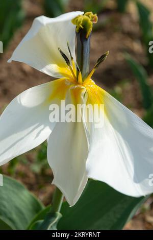 tulip flowers cultivation, malpaga, italy Stock Photo - Alamy