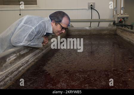 Ayr, Ayrshire, Scotland, UK, Blackthorn Salt. The first & only thorn ...