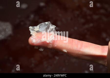 Ayr, Ayrshire, Scotland, UK, Blackthorn Salt. The first & only thorn ...
